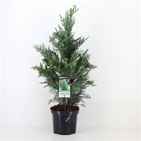 Chamaecyparis lawsoniana 'Columnaris' — Plant Wholesale FlorAccess