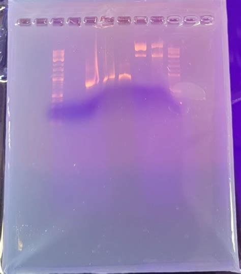 Solved Attach Your Log Linear Graph With Standard Curve 1