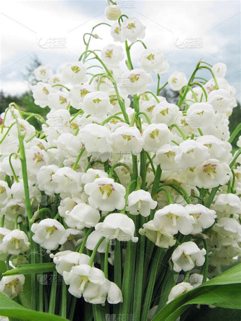花束 铃兰 仅一朵花 自然 垂直画幅 雄蕊 无人 特写 荧光灯 植物