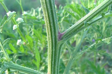Parthenium Hysterophorus