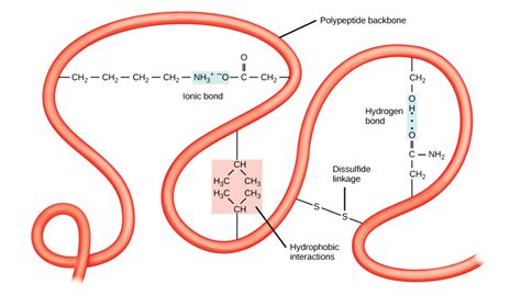 Proteins Biology 2e OpenStax Protein Biology Biology Macromolecules