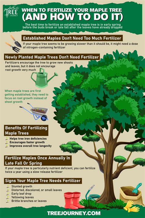 Heres When To Fertilize Your Maple Tree And How To Do It Tree Journey TradeWorks Revenue