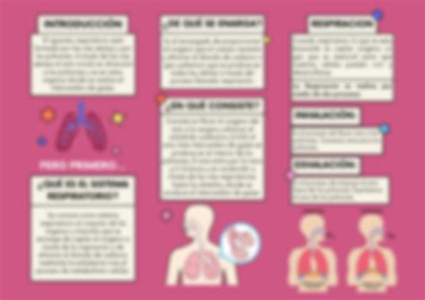 Solution Anatom A Tr Ptico Del Sistema Respiratorio Studypool