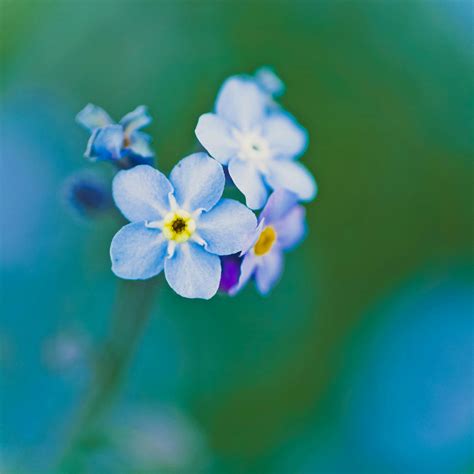 Background Biru Bunga
