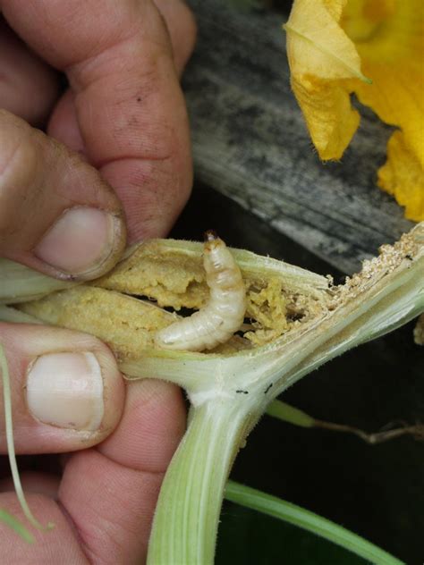 How To Identify Insect Habitats And Cocoons Hgtv