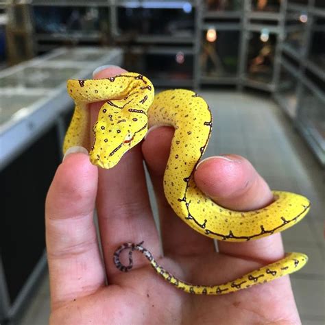 Romanne 🦖 On Instagram “green Tree Python Sorong Moreliaviridis