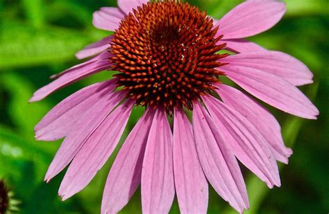 Echinacea Pupurea