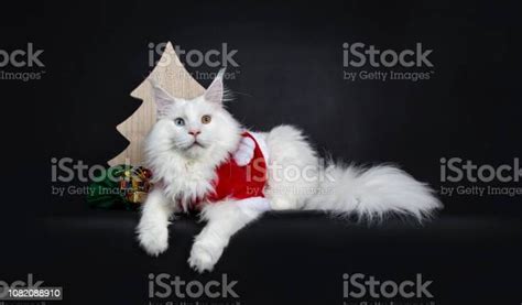 단단한 흰색 젊은 성인 이상 메인 Coon 고양이 검은 배경에 고립 된 나무 크리스마스 트리 및 현재 가방 쪽 방법 누워 눈