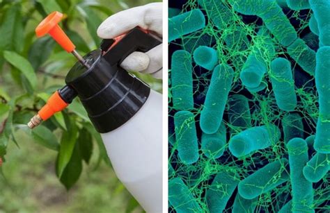 How To Get Rid Of June Bugs Step By Step Guide