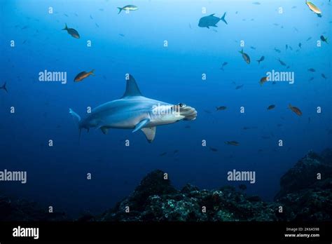 A Scalloped Hammerhead Shark Sphyrna Lewini Socorro Island Mexico