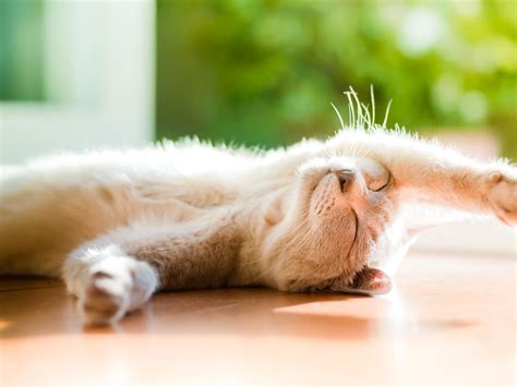 Кошки любят солнечные лучи