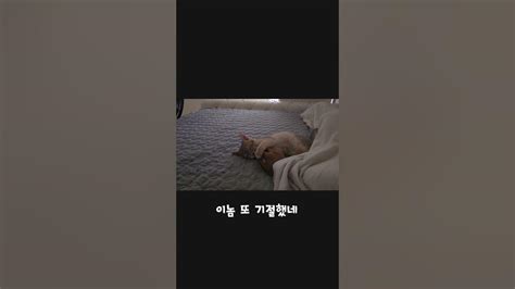 어제 밤에 안자고 놀다가 기절해버린 아기냥이 새끼고양이 Youtube