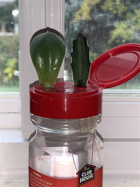 Propagation Help R Houseplants