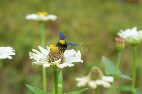 Black Wasp On Flower Sucking Flower Nectar Stock Image Image Of Beauty Detail 303588497