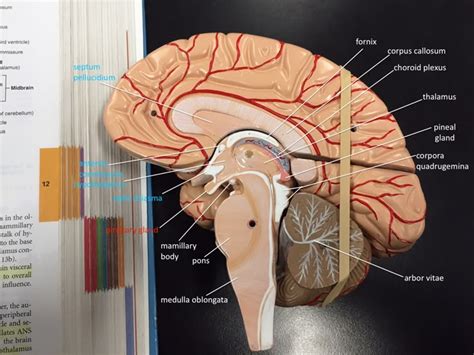 Midsagittal Section Of The Brain Color Coded Rpubs Brain Anatomy