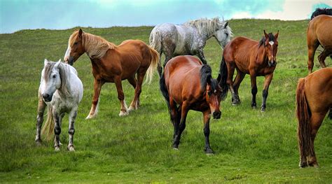 El Sector Equino En España Aevae
