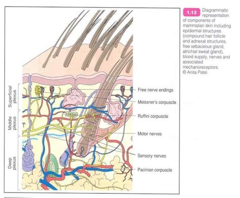 Diagram Of Pruritus Quizlet