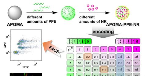 Cd Bioparticles Simplifies Multi Analyte Detection With Advanced Multiplex Particles