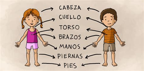 Laminas Sencillas Para Trabajar Las Partes Del Cuerpo