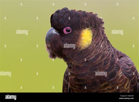 Yellow Tailed Black Cockatoo Calyptorhynchus Funereus Australia
