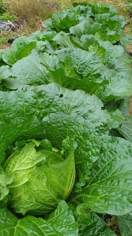 김장배추 심는시기 모종 씨앗 파종시기 더위 먹지 않게 심기 네이버 블로그