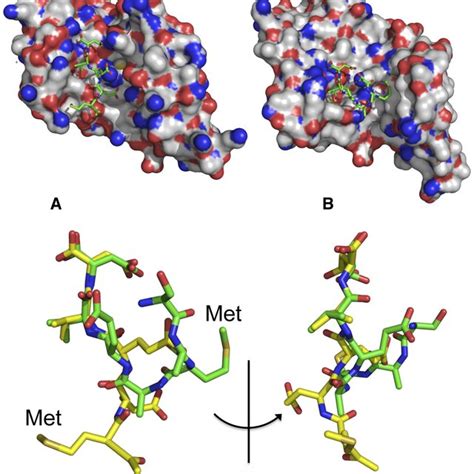 Pymol Diagram Showing Binding Interactions A Interactions With Hsp90 Download Scientific