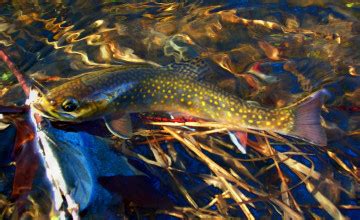 🔥 41 Hd Trout Wallpapers Wallpapersafari