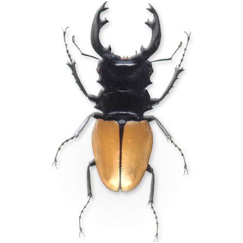 Набор стикеров «Насекомые Telegram