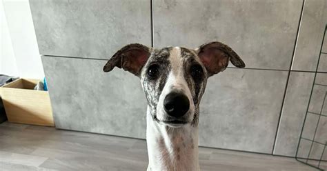 Maxfields Blogg Navis Och Aidens Valpar Sex Månader