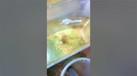 🤔 Female Betta Make Bubble Nest In Tamil Bettas World Trending