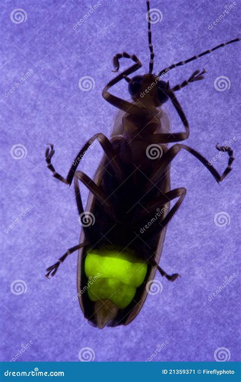 Flashing Firefly Lightning Bug Stock Image Image 21359371