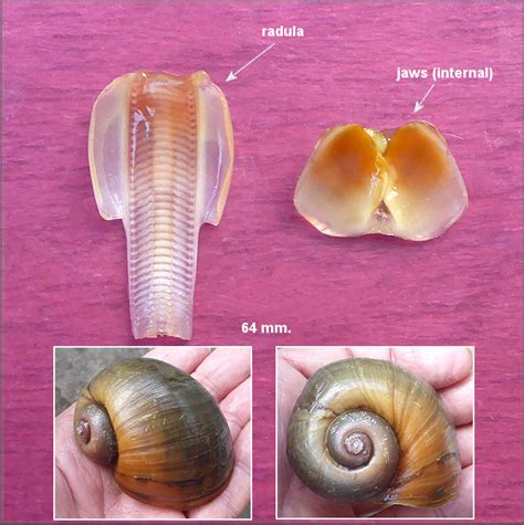 Pomacea Canaliculata Lamarck 1822 Chitinous Jaws And Radula