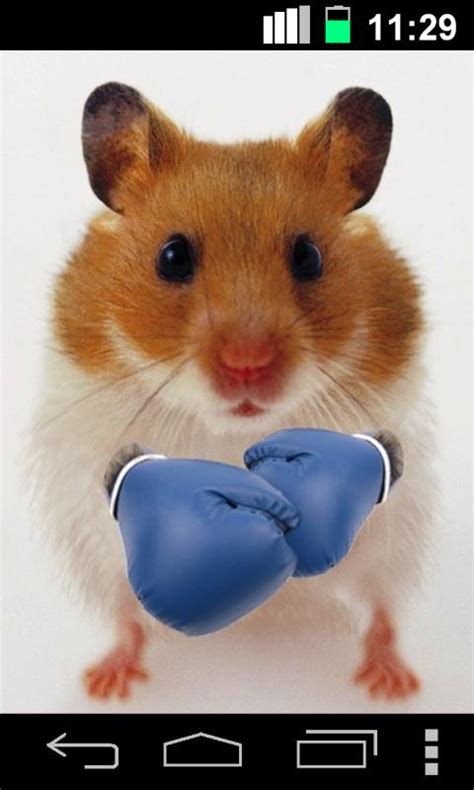Fondos De Pantalla De Hamsters Con Movimiento Imagui