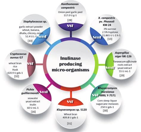 Highlight On Inulinase Production By Various Microbes Under Specific Download Scientific