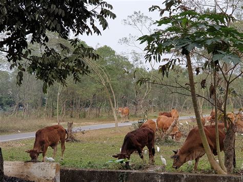 Cattle Taiwan Yellow Herd Pixabay上的免费照片 Pixabay