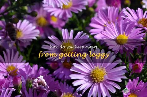 The Secret To Keeping Asters Compact And Vibrant Shuncy
