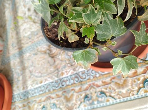 help what s wrong with my english ivy r plantclinic