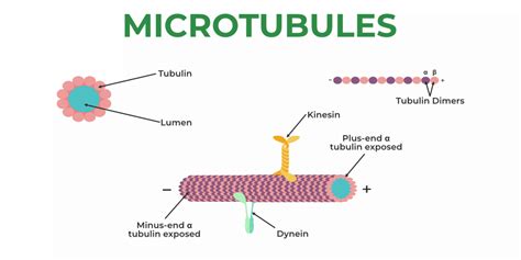 Cytoskeleton In A Cell Diagram