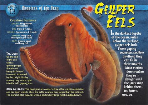 The Gulper Eel Is Also Known As The Pelican Eel And Is Found At Depths