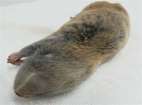 A Photo Of A Blind Mole Rat Nannospalax Xanthodon Download Scientific Diagram