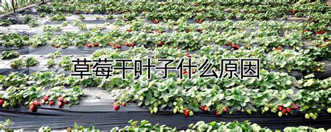 草莓干叶子什么原因 发财农业网