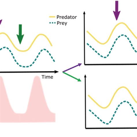 Using Dynamic Models Commander And White 2020 Showed The Effects Of