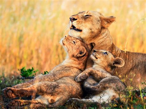 Fondos de pantalla Leones leona cachorros África 2560x1920 Imagen