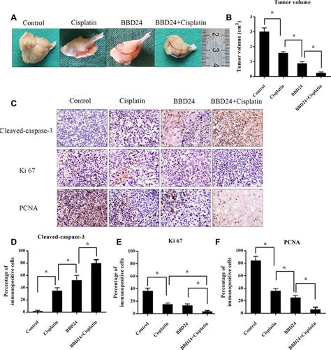 In Vivo Anti Tumor Activity Of Bbd24 Nude Mice Were Treated With Bbd24