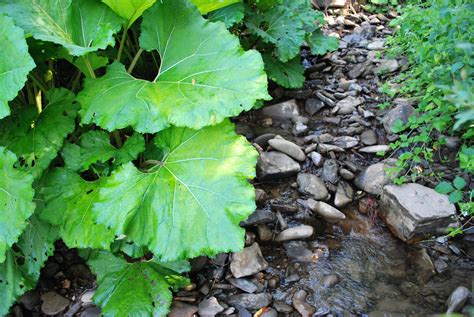 Kostenlose Foto Baum Wald Bach Blatt Blume Sommer Teich Strom