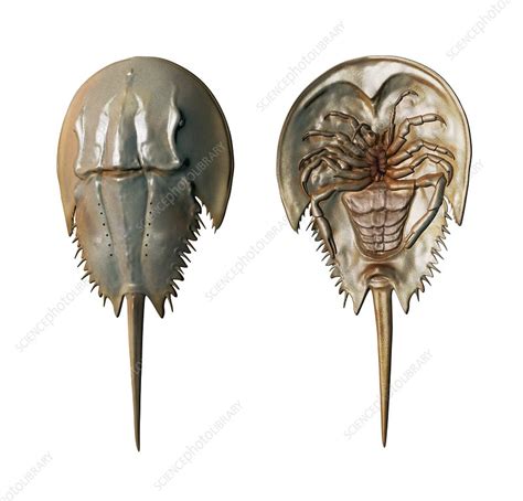 Xiphosura Illustration Stock Image C024 0629 Science Photo Library