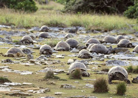 Aldabra Tortoise Discover And Support Tortoise Conservation — Iota
