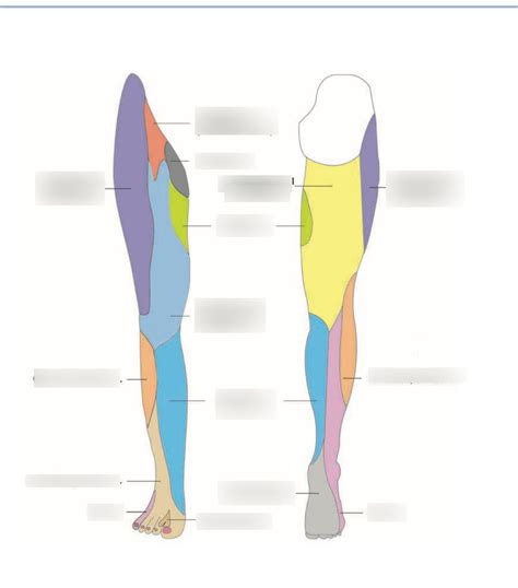 Regional Exam 2 Lumbar Sacral Plexus Diagram Quizlet