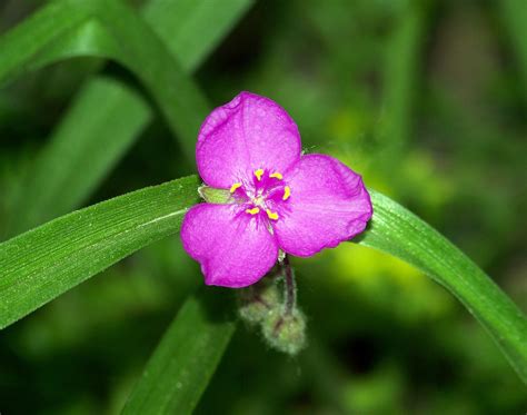 Bunga Merah Jambu Ungu Foto Gratis Di Pixabay Pixabay