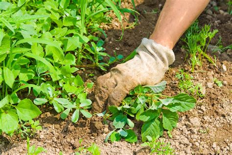 Identify The 7 Common Lawn Weeds In Florida Pictures